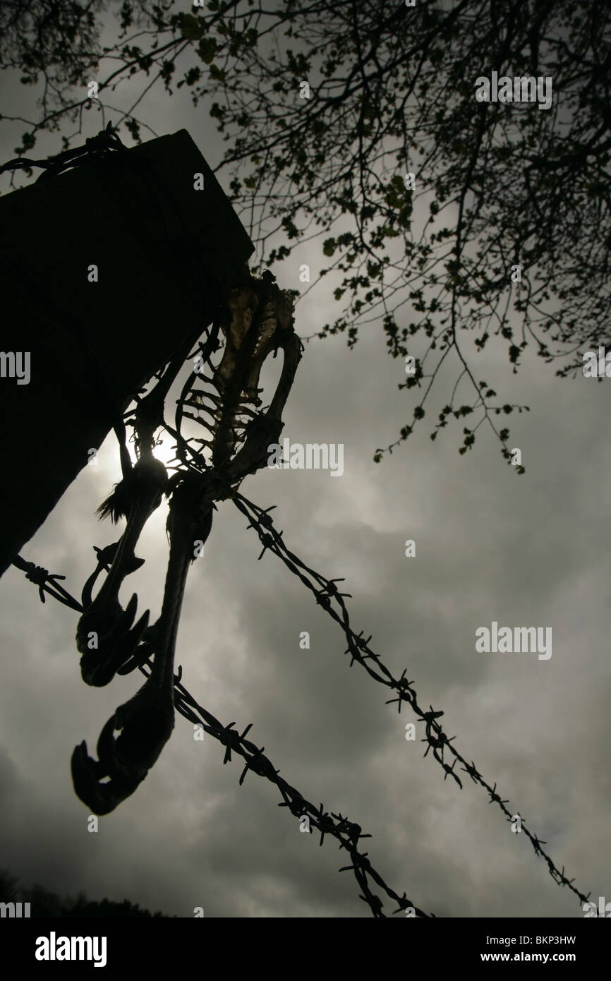 Dead bird's skeleton on barbed wire fence Stock Photo - Alamy