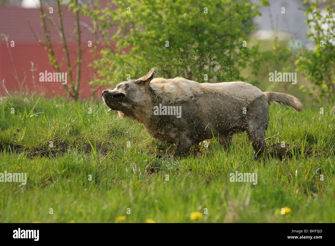 dirty Labrador Retriever Stock Photo - Alamy