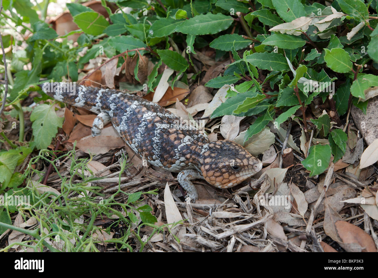 Blue Tongued Skink. Western Shingleback (Tiliqua rugosa) Reptile Perth ...