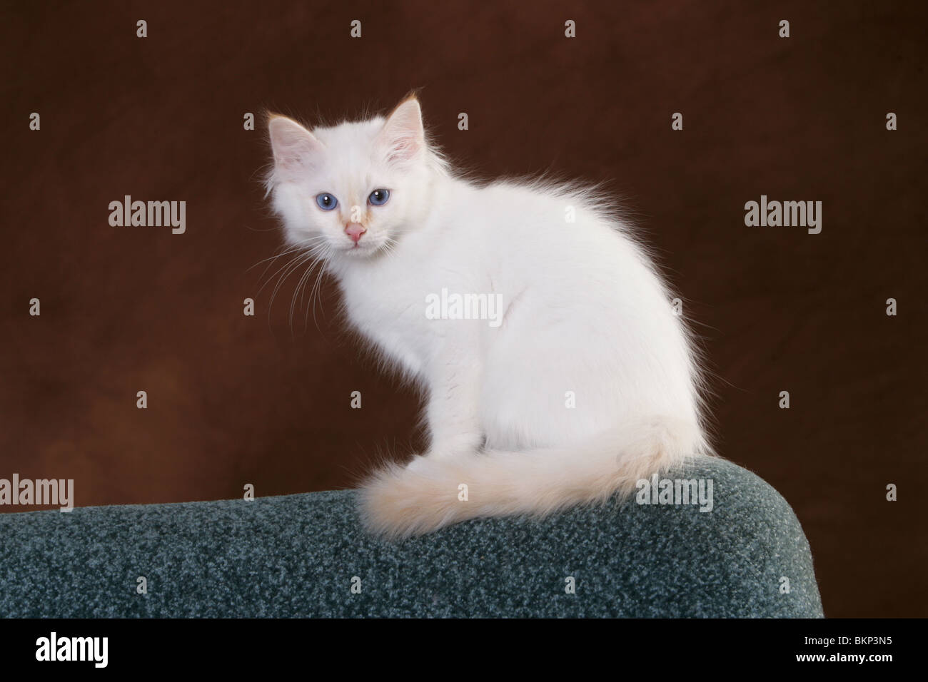 Cream birman cat hi-res stock photography and images - Alamy