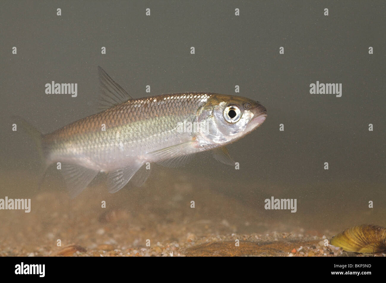Common dace hi-res stock photography and images - Alamy