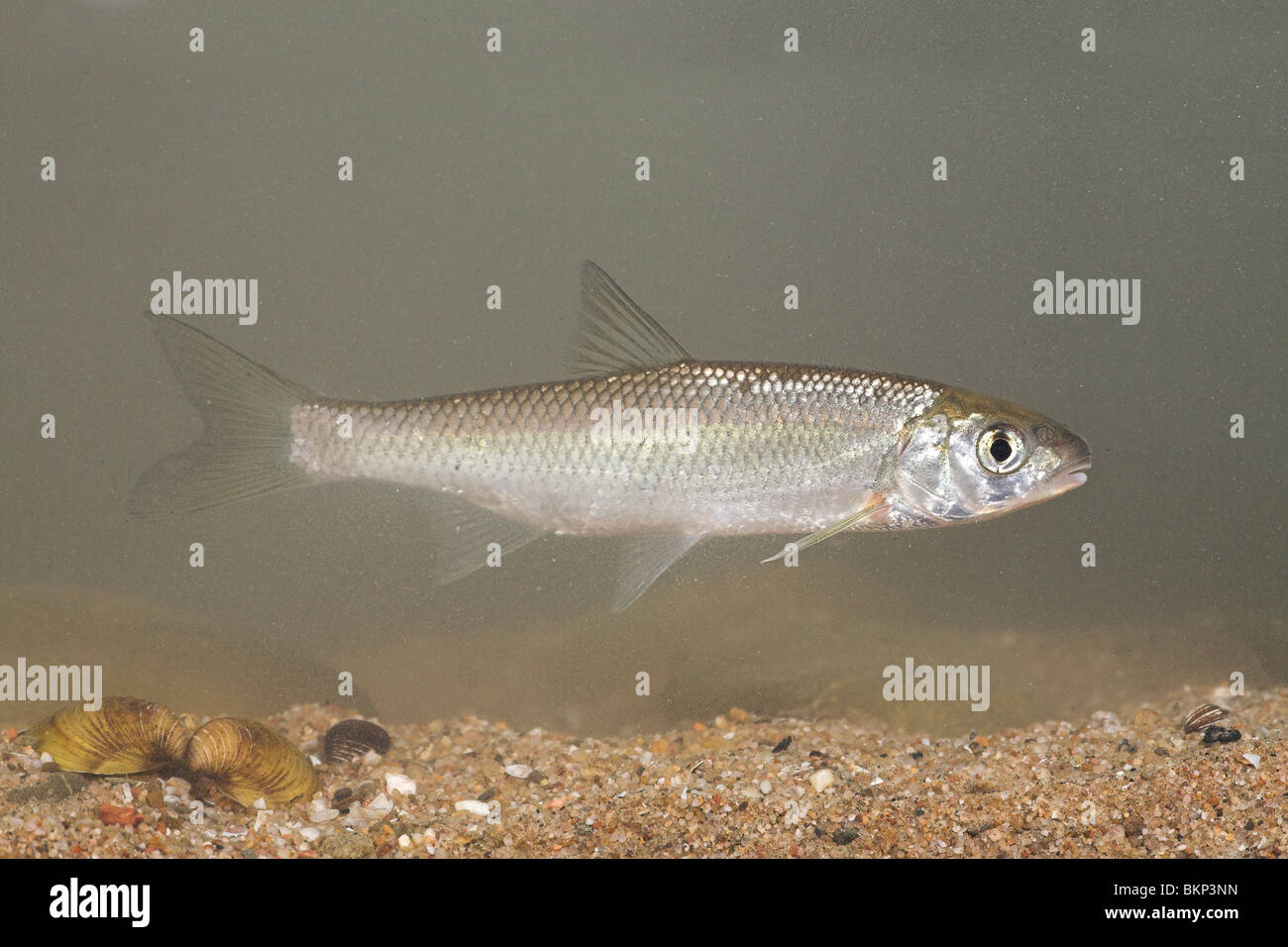 River bottom fish hi-res stock photography and images - Alamy
