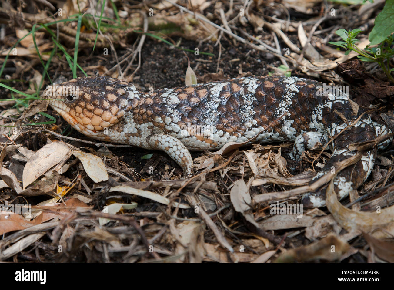 Blue Tongued Skink. Western Shingleback (Tiliqua rugosa) Reptile Perth ...