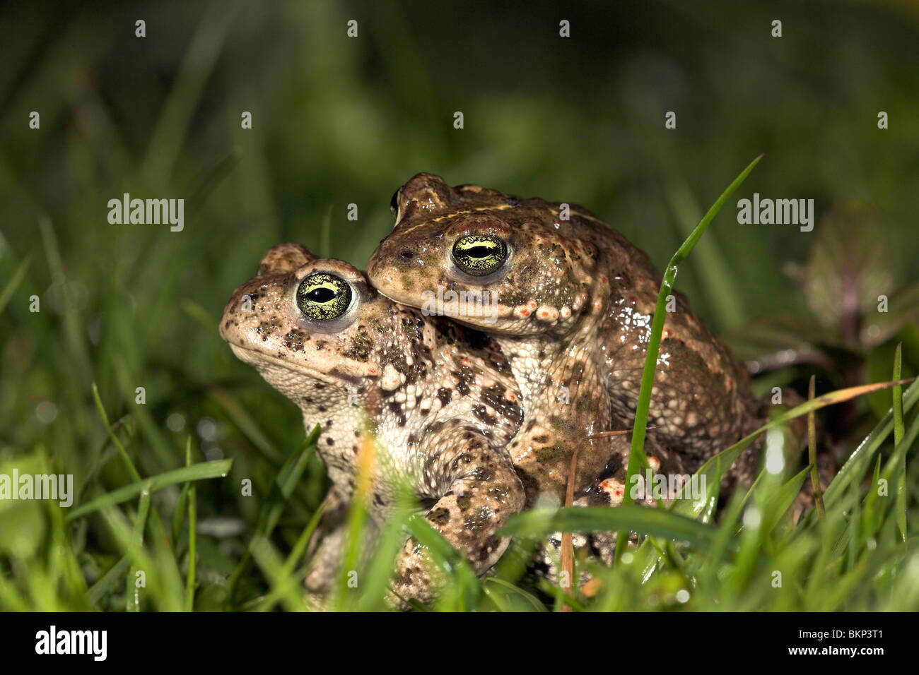 Natterjack toad pond hi-res stock photography and images - Alamy