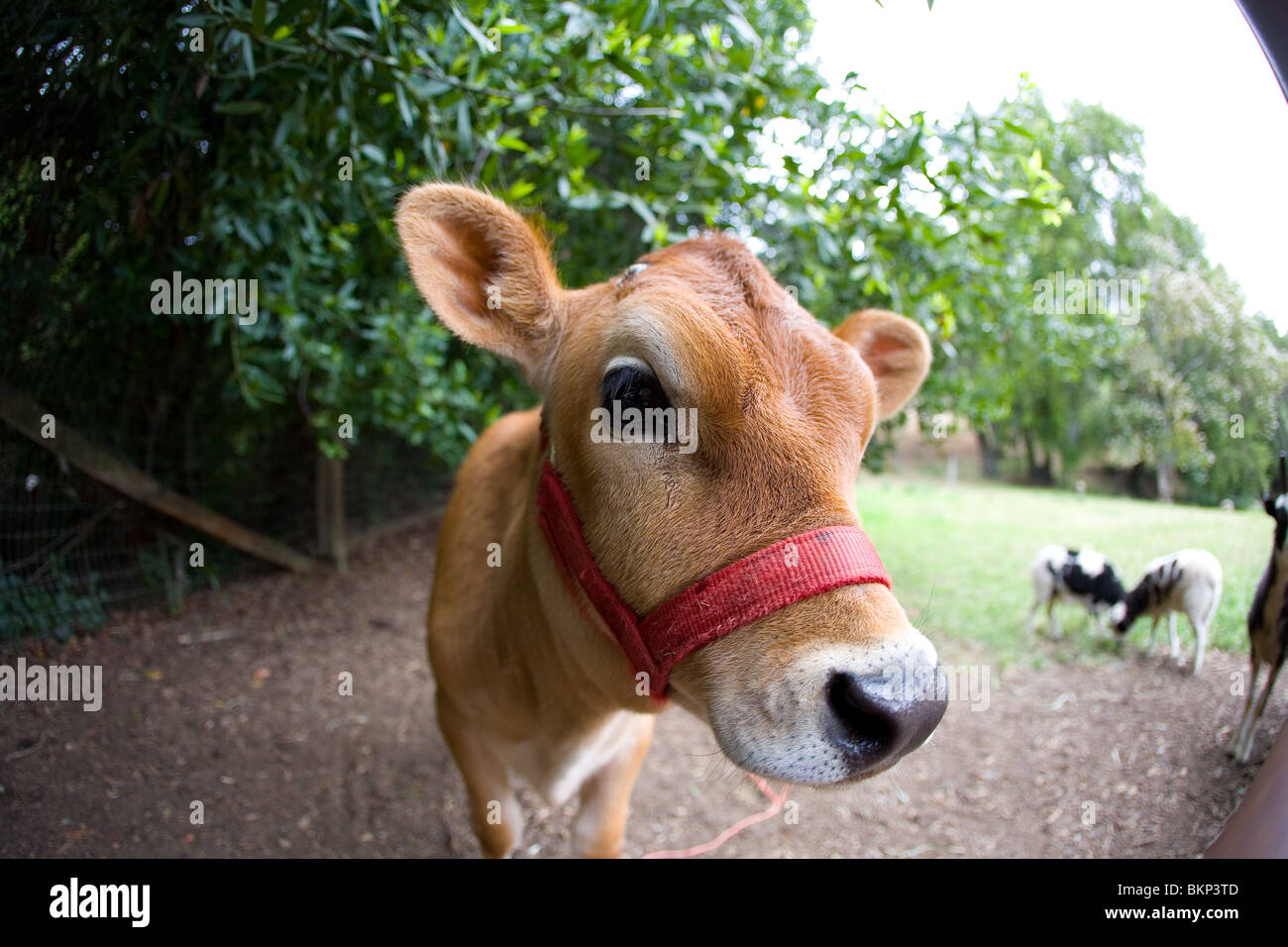 Beautiful brown cow with a red head harness Stock Photo - Alamy