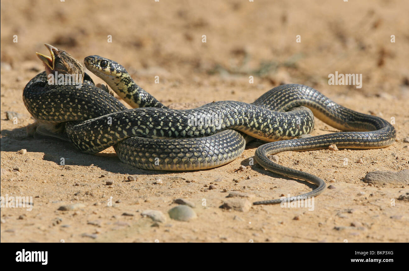 Geelgroene Toornslang wurgt een jonge Grauwe Gors; Western whip snake ...