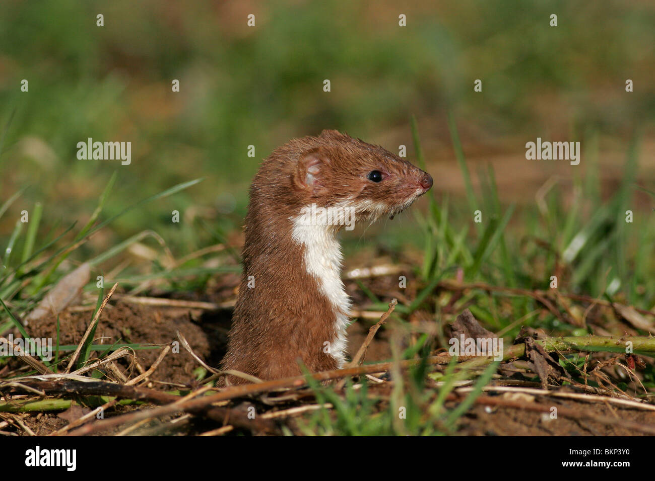 Weasel hole hi-res stock photography and images - Alamy