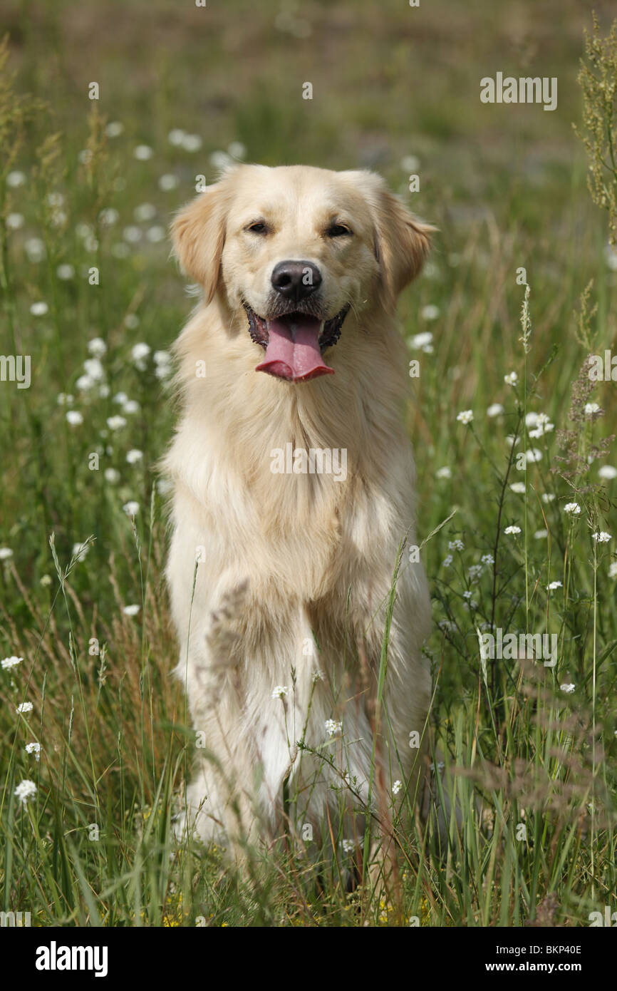 Golden Retriever Rüde / male Golden Retriever Stock Photo - Alamy