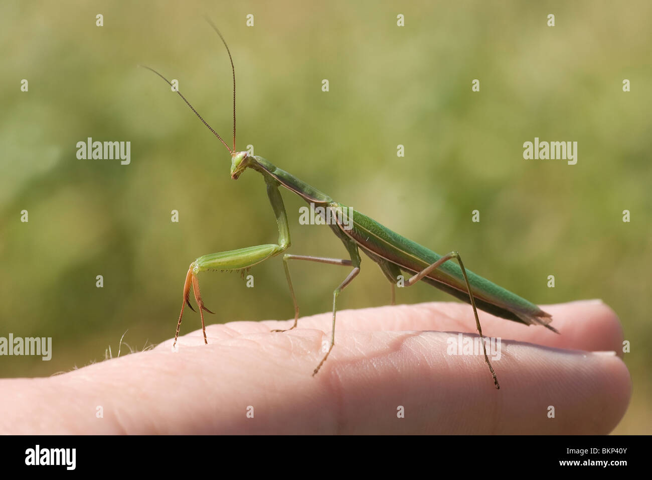 Praying mantis hands hi-res stock photography and images - Alamy
