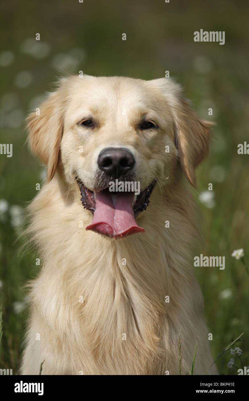 Golden Retriever Rüde / male Golden Retriever Stock Photo - Alamy