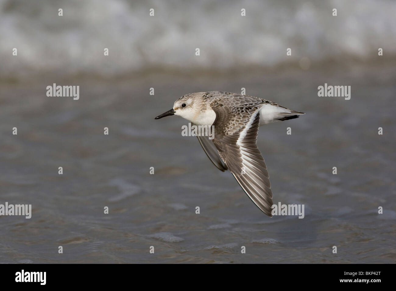 Vliegende Drieteenstrandloper; Flying Sanderling Stock Photo - Alamy