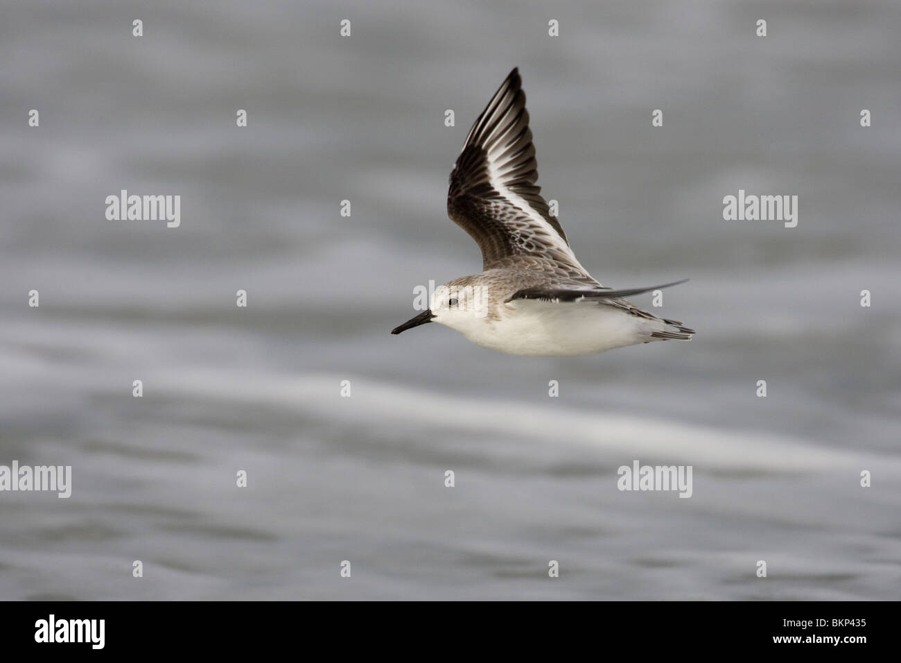 Vliegende Drieteenstrandloper; Flying Sanderling Stock Photo - Alamy