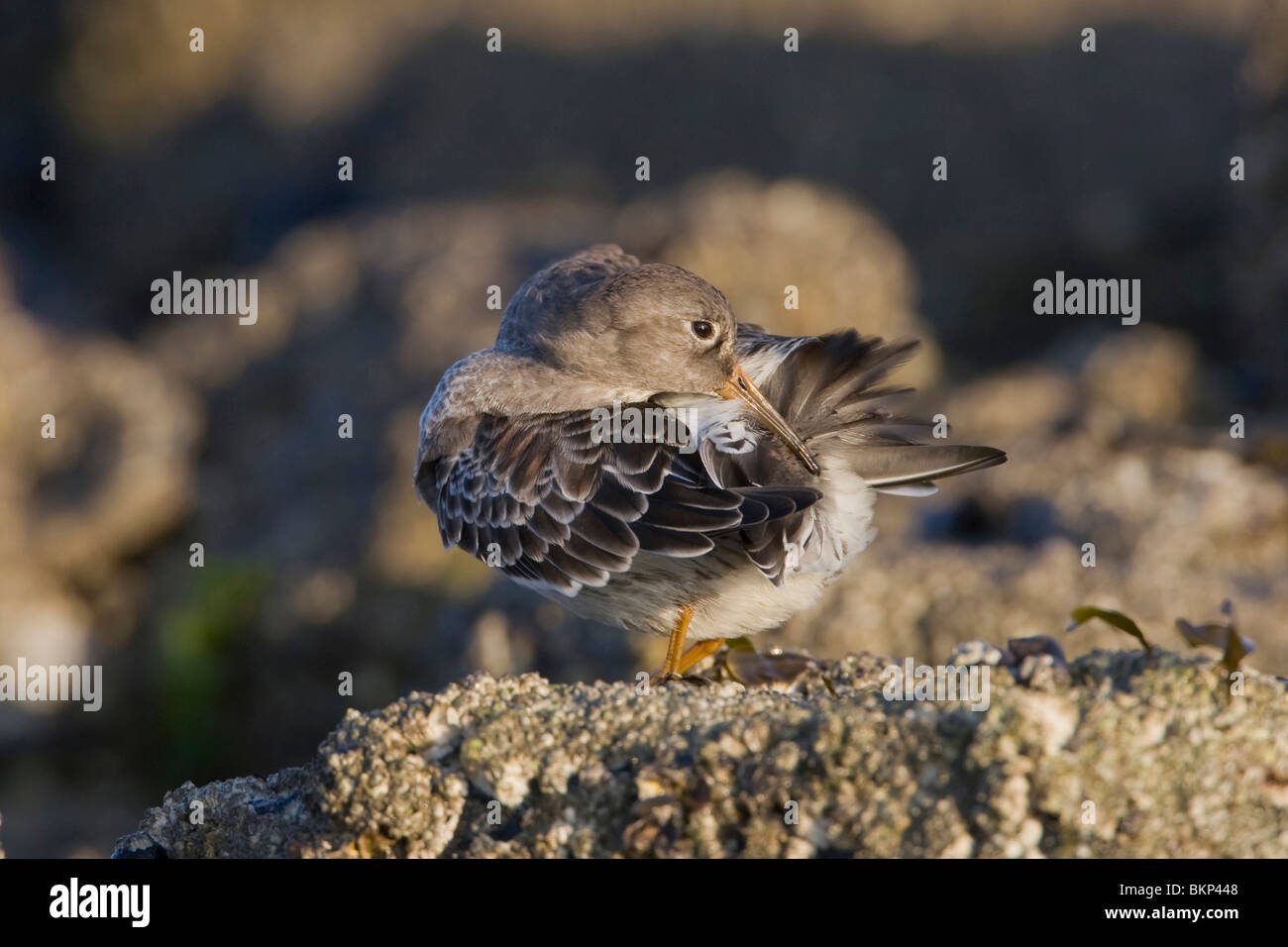 Alikruiken hi-res stock photography and images - Alamy