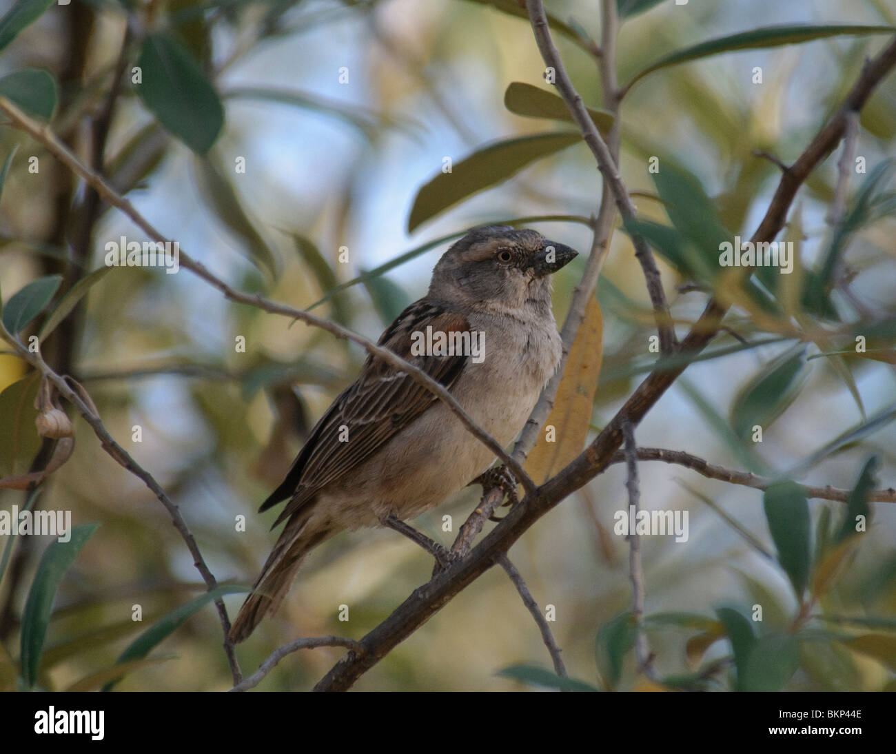 Great sparrow passer motitensis hi-res stock photography and images - Alamy