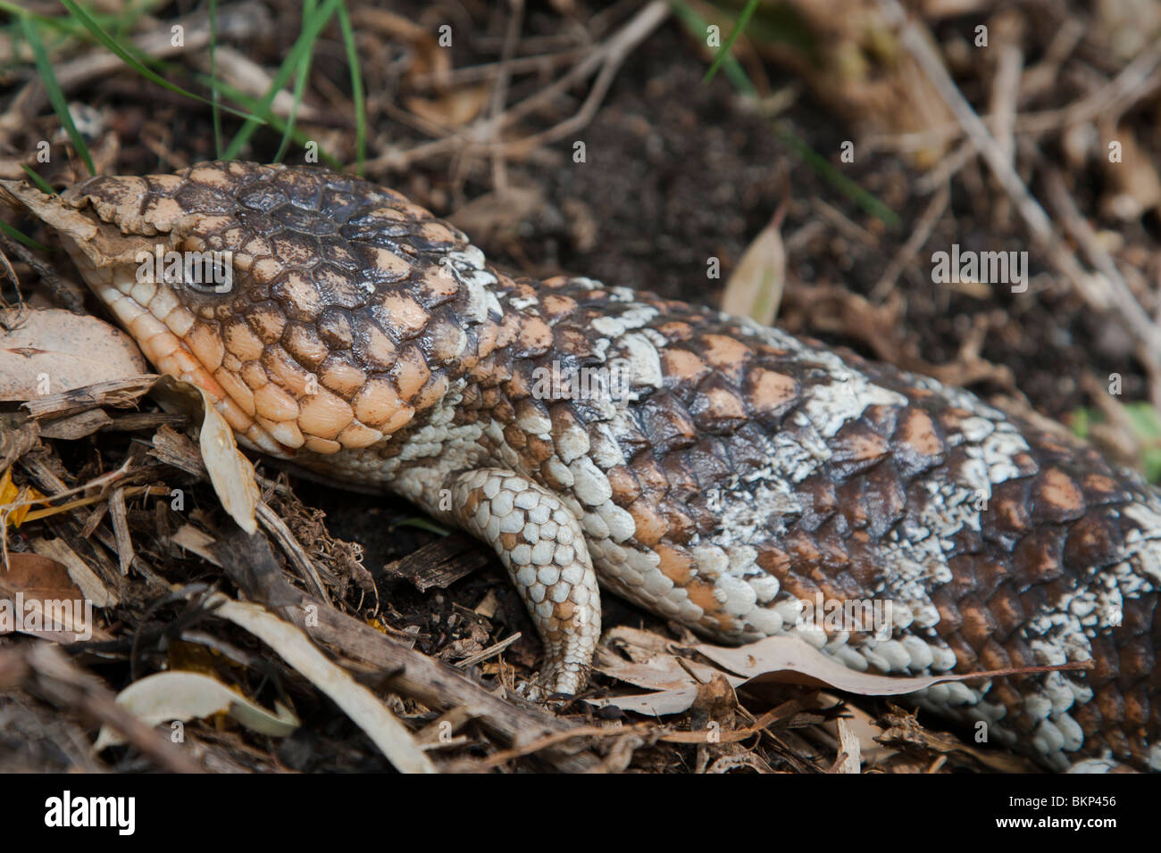 Blue Tongued Skink. Western Shingleback (Tiliqua rugosa) Reptile Perth ...