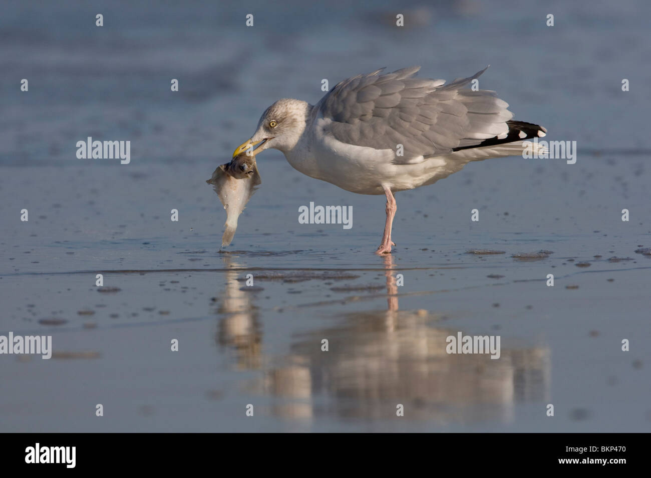 Met platvis hi-res stock photography and images - Alamy