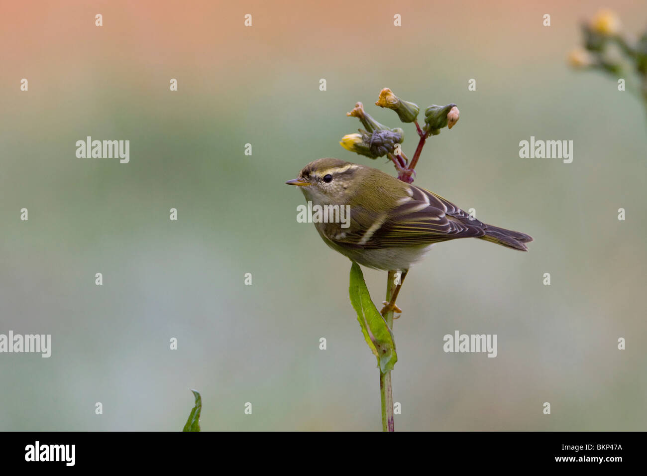 In Gewone Melkdistel; In Common sowthistle Stock Photo - Alamy