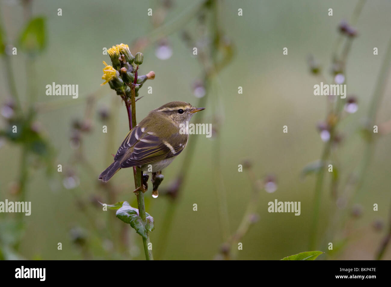 Gewone melkdistel hi-res stock photography and images - Alamy