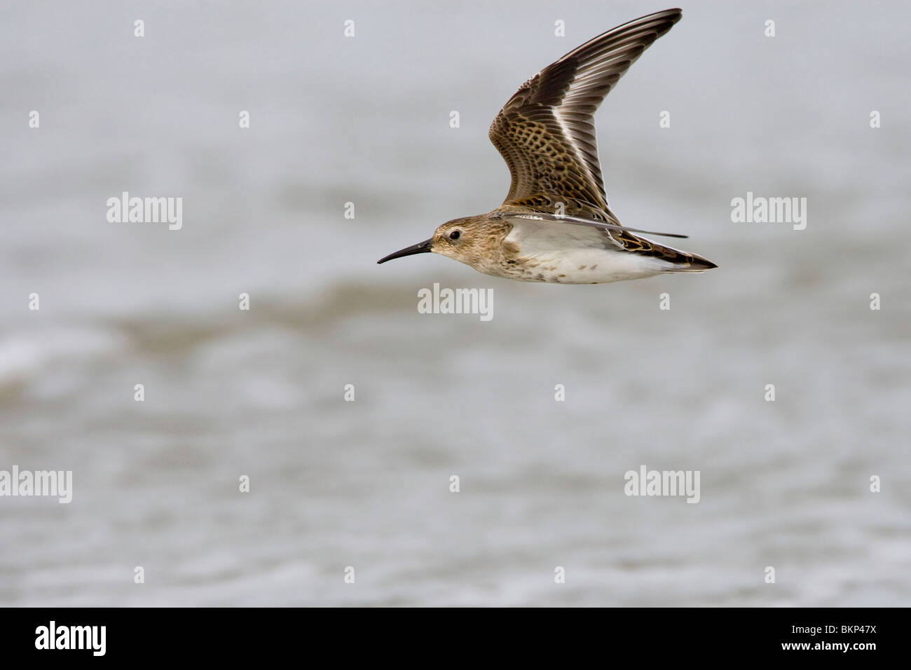 Flying first-winter Dunlin Stock Photo - Alamy