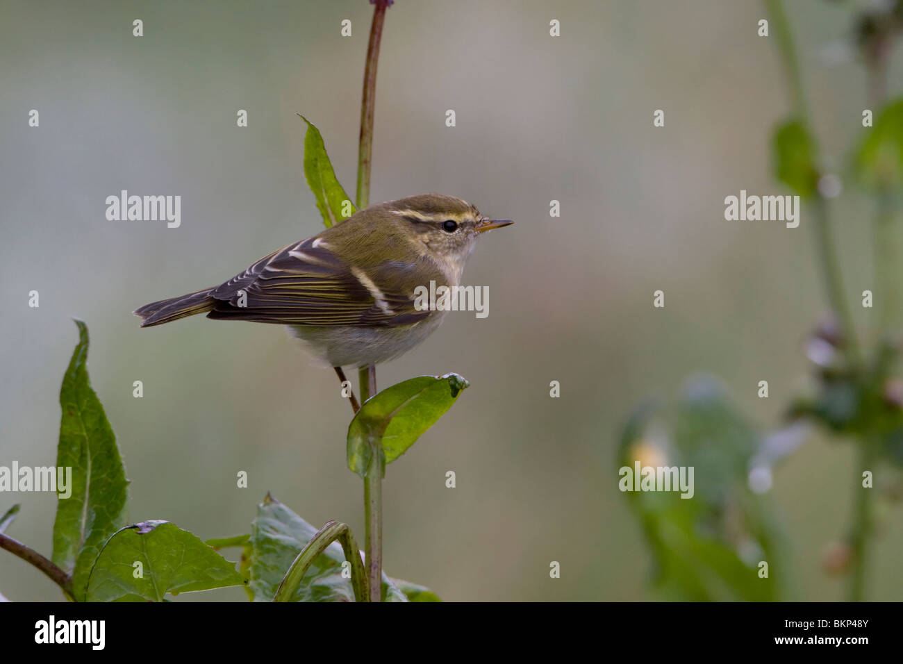 Gewone melkdistel hi-res stock photography and images - Alamy