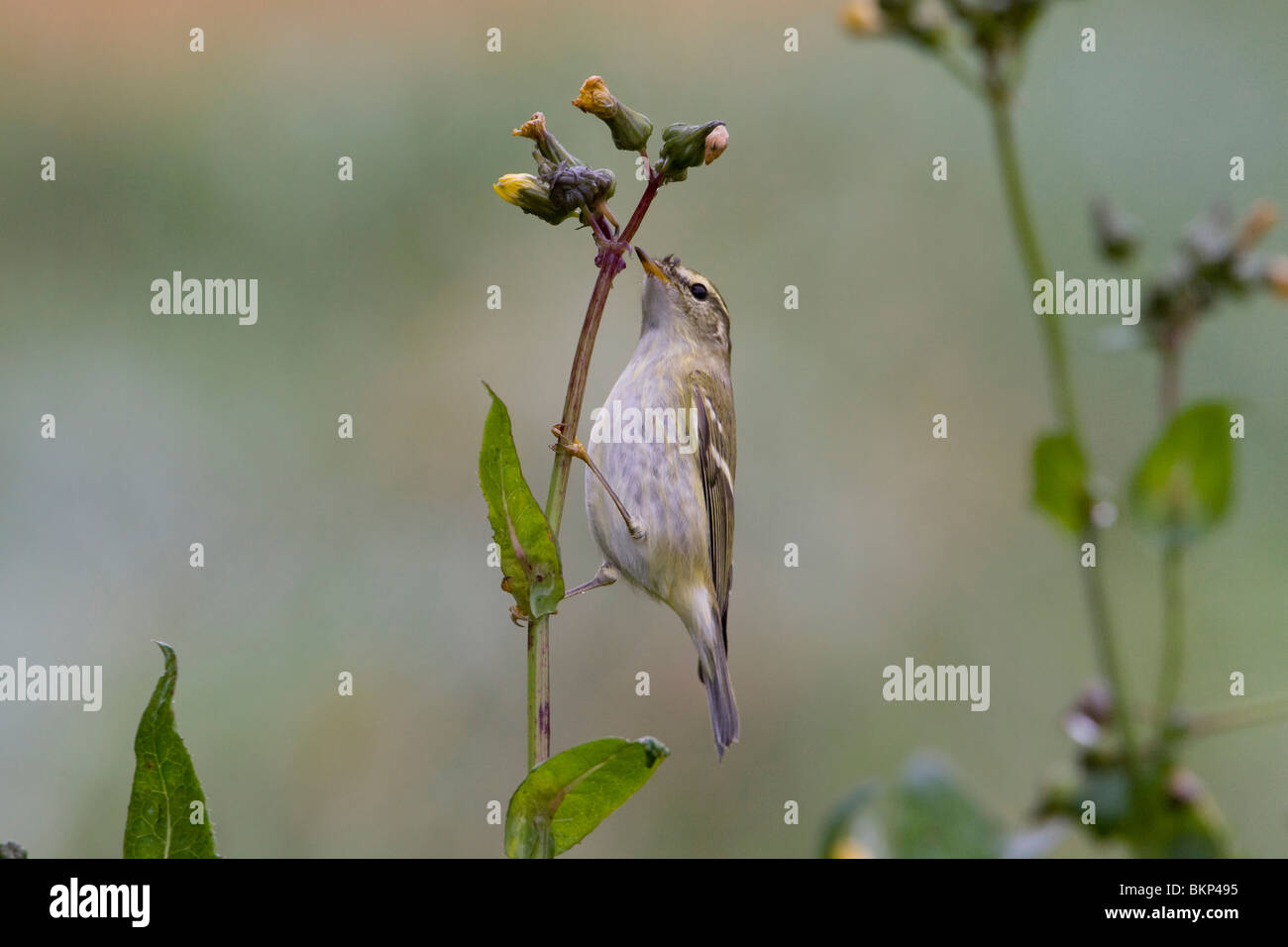 In Common sowthistle; In Gewone Melkdistel Stock Photo - Alamy