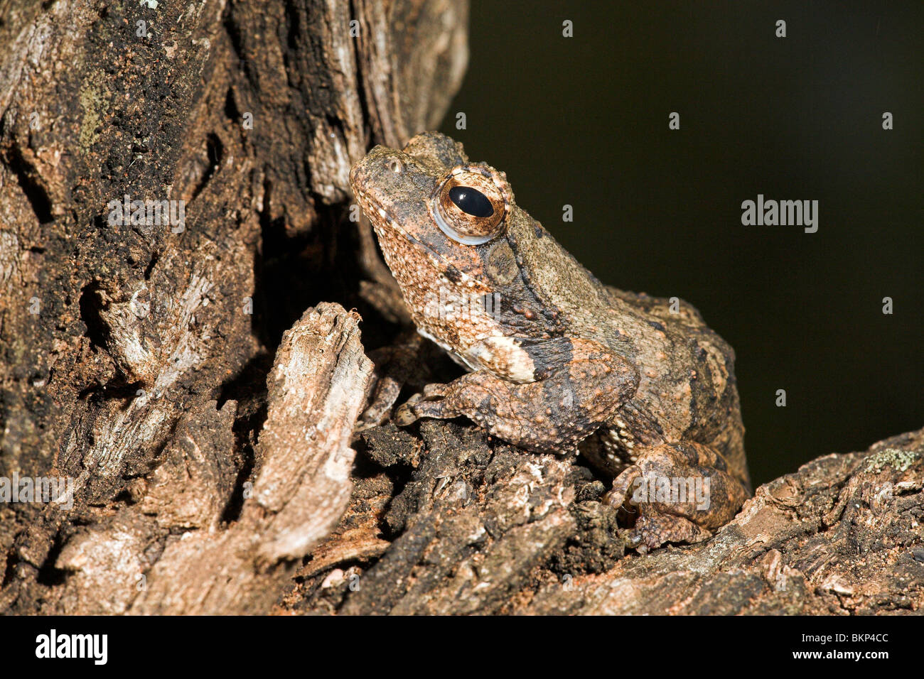night photo of a foam nest frog Stock Photo - Alamy