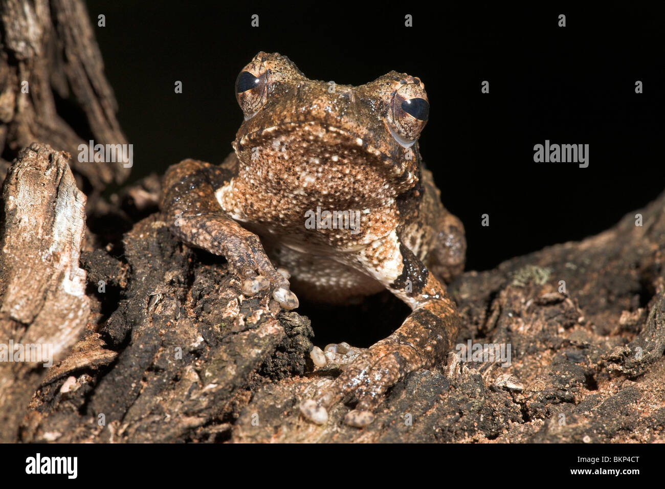night photo of a foam nest frog Stock Photo - Alamy