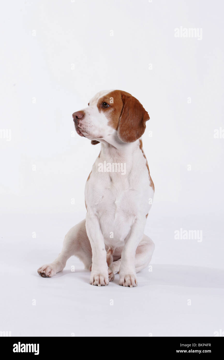Beagle cut out hi-res stock photography and images - Alamy