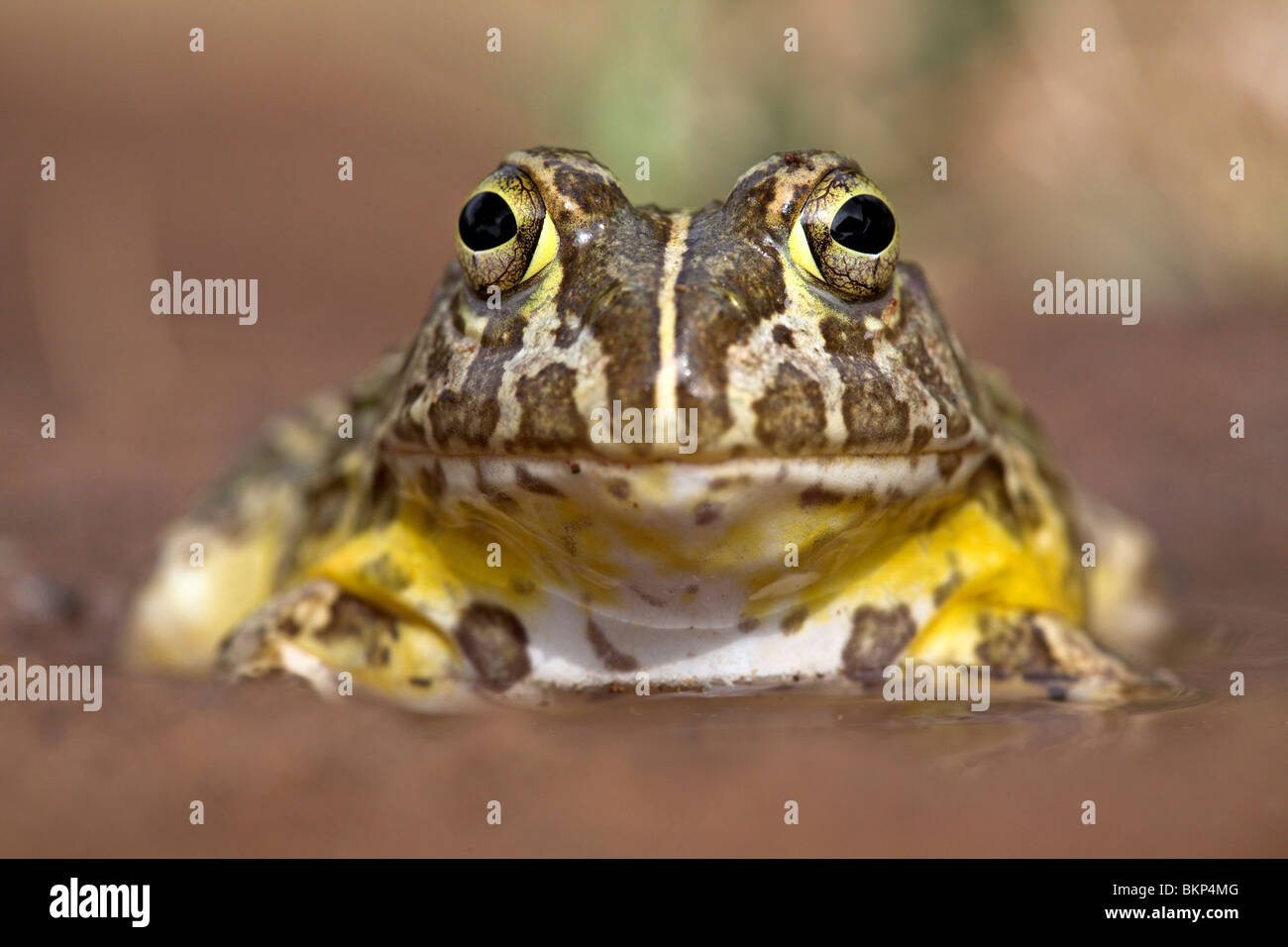 Amphibian frog african bull hi-res stock photography and images - Alamy