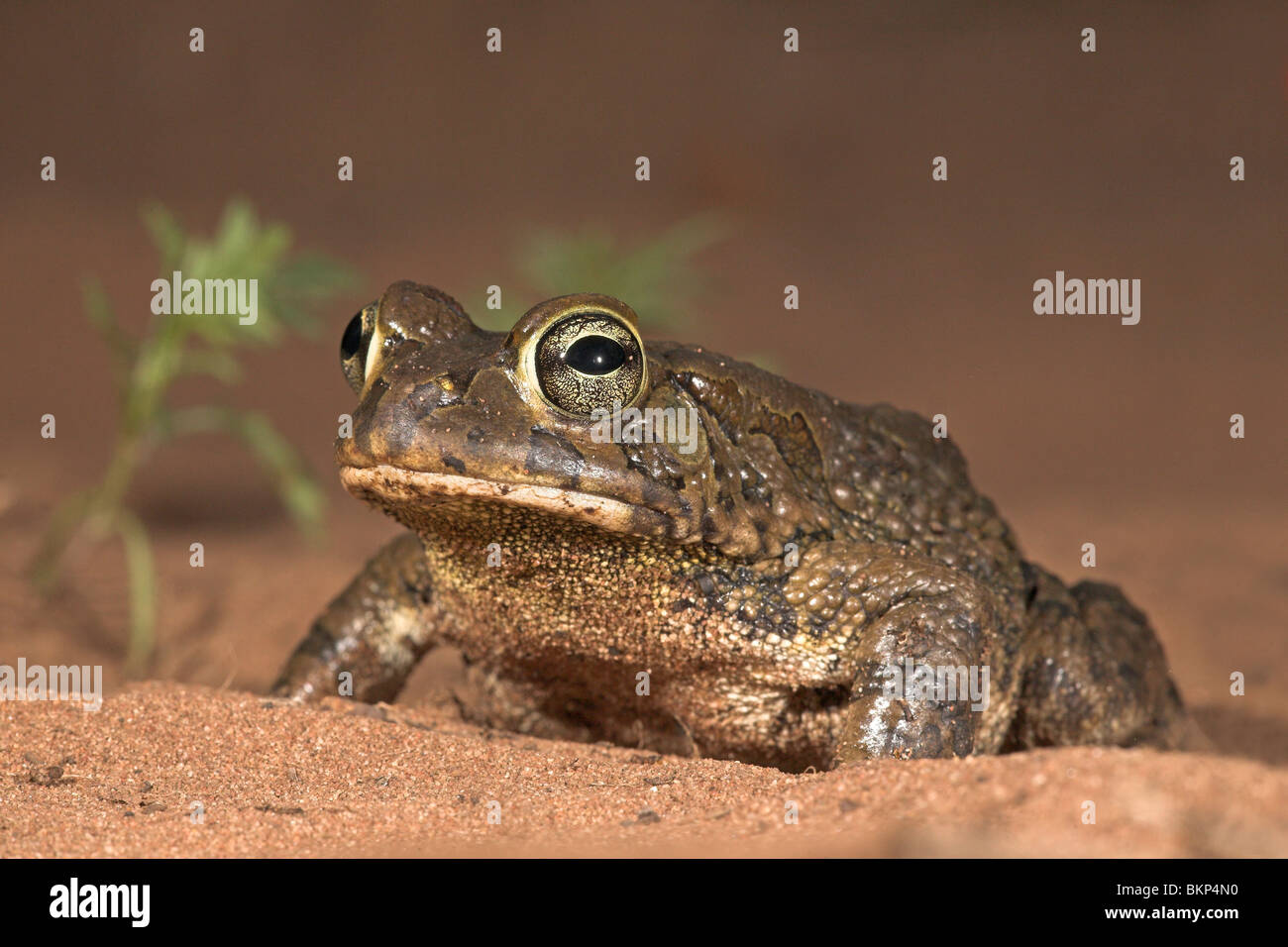 Red sand hi-res stock photography and images - Alamy