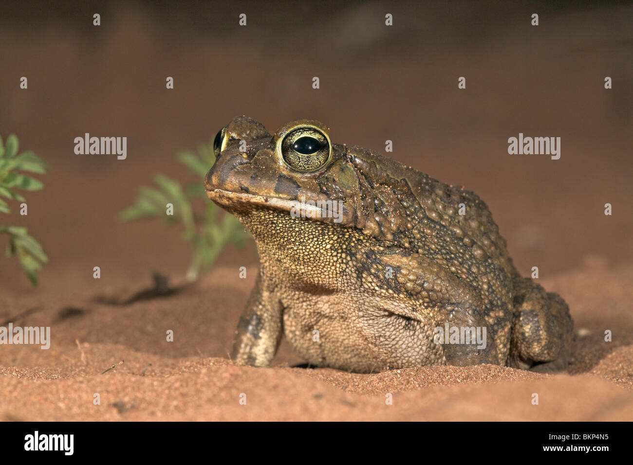photo of an eastern olive toad on red sand Stock Photo - Alamy
