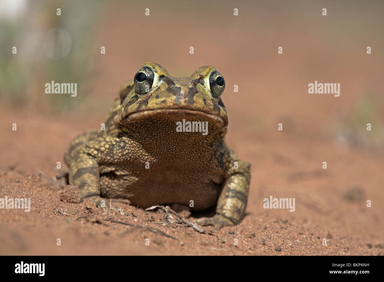 photo of an eastern olive toad on red sand Stock Photo - Alamy