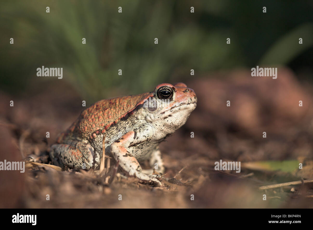 photo of a red toad on the ground with green grass in the background ...