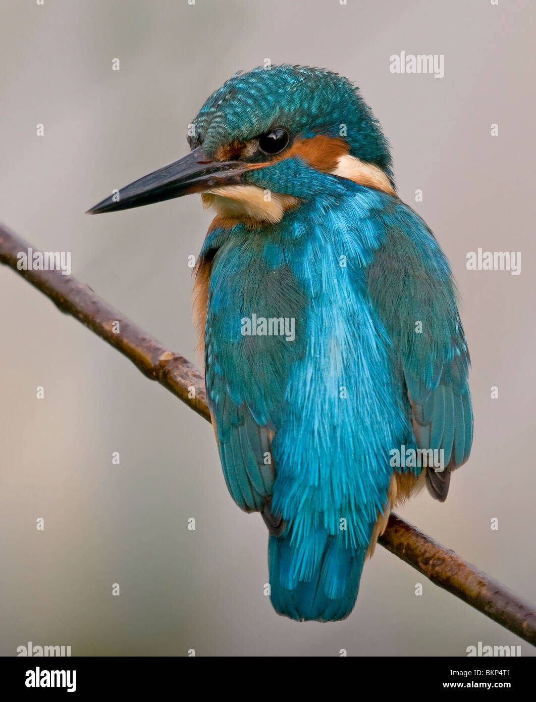 IJsvogel op tak;Common kingfisher on branch;Alcedo atthis IJsvogel;Common kingfisher;Alcedo ...