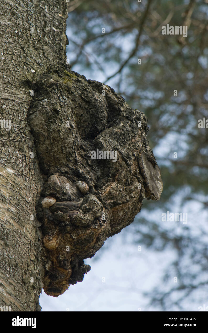 Knurl on the birch trunk Stock Photo - Alamy