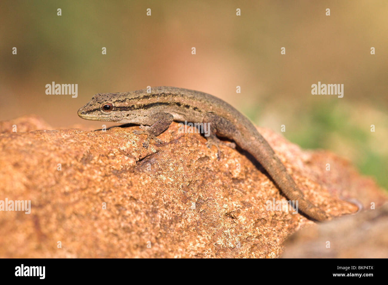 photo of a cape dwarf gecko Stock Photo - Alamy