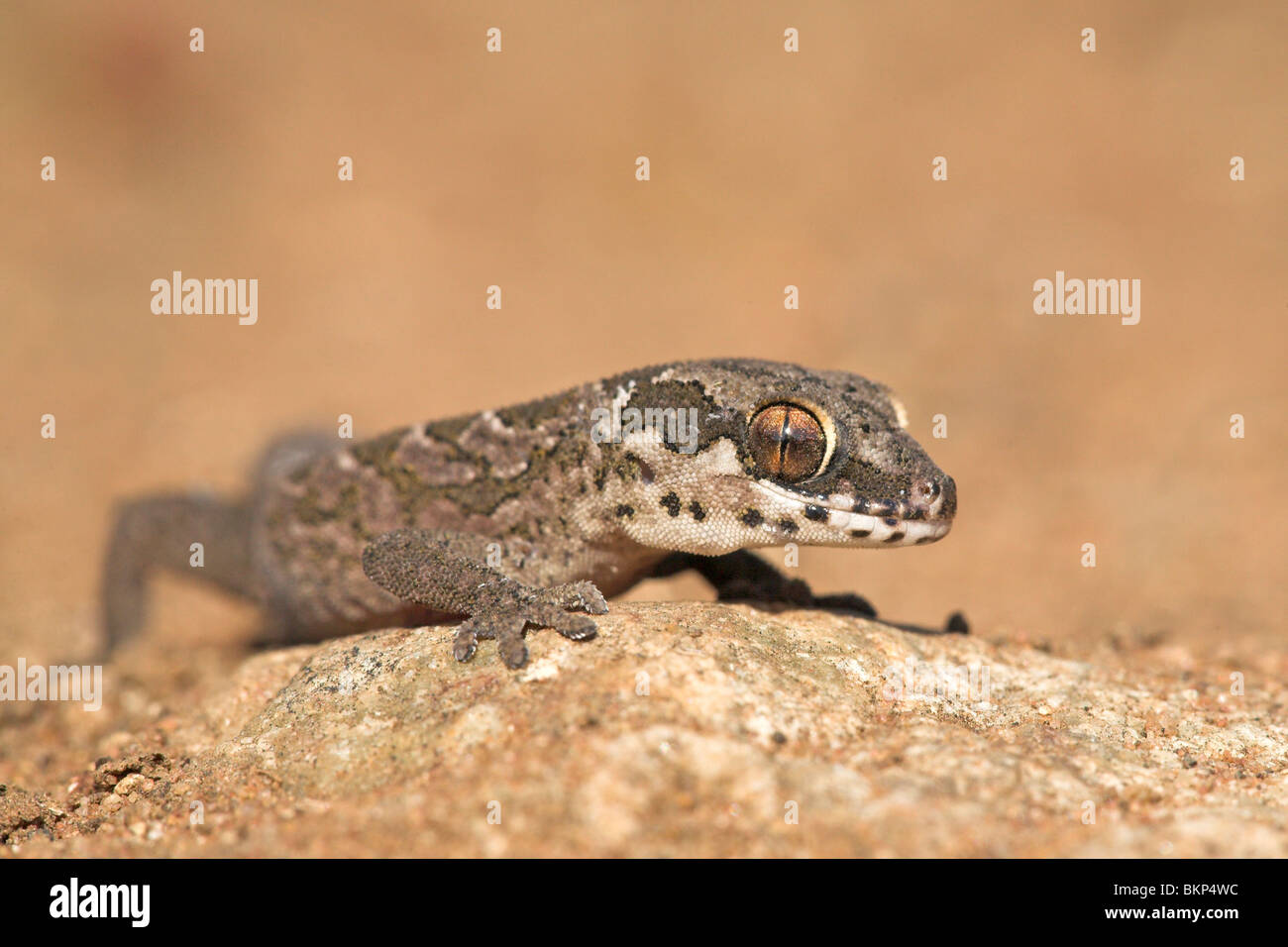 photo of a small gecko resting on a rock Stock Photo - Alamy