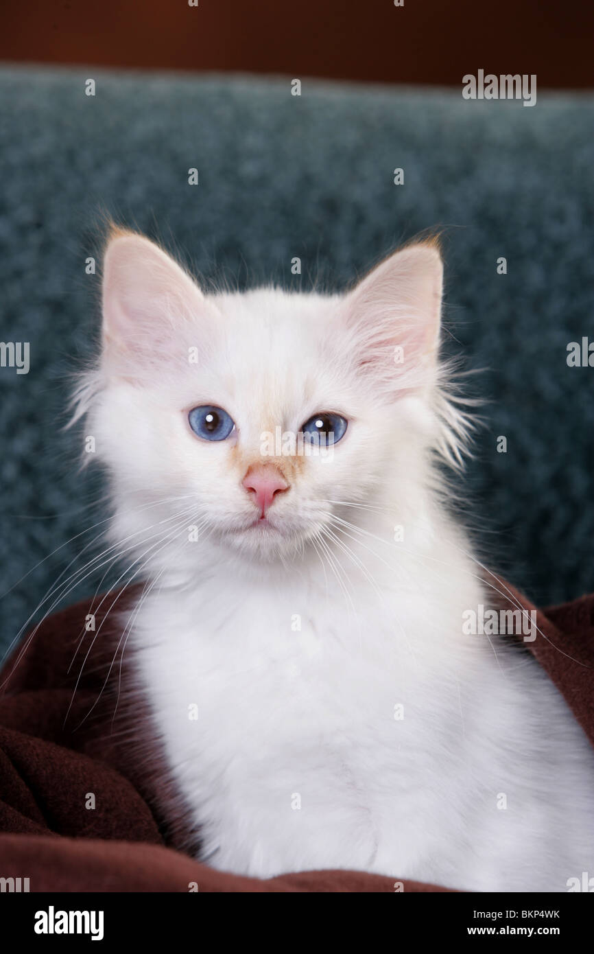Cream birman cat hi-res stock photography and images - Alamy