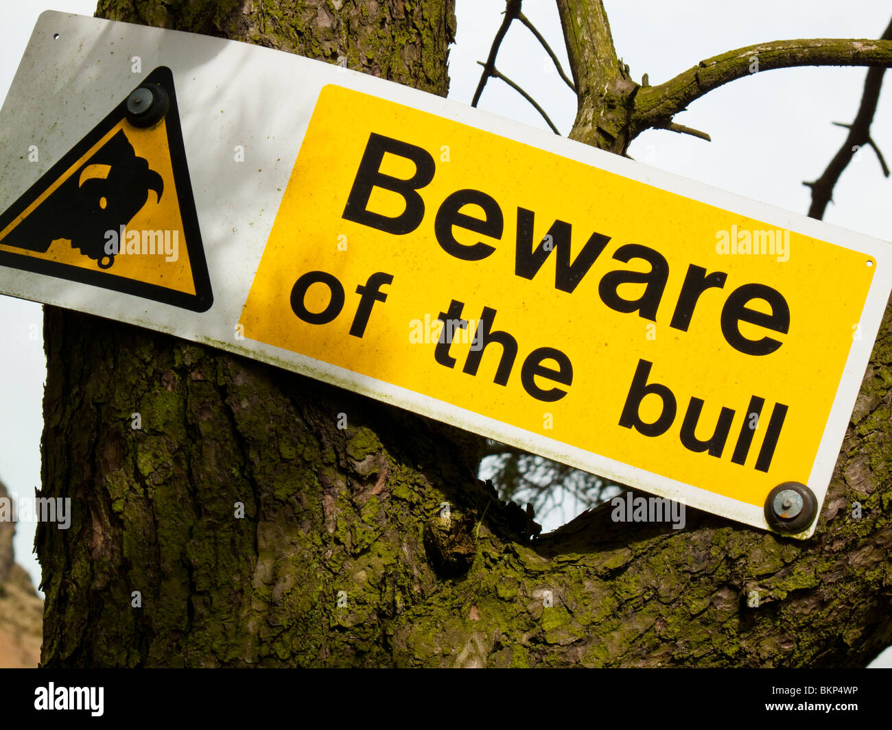 Beware of the bull warning sign nailed to a tree Stock Photo - Alamy