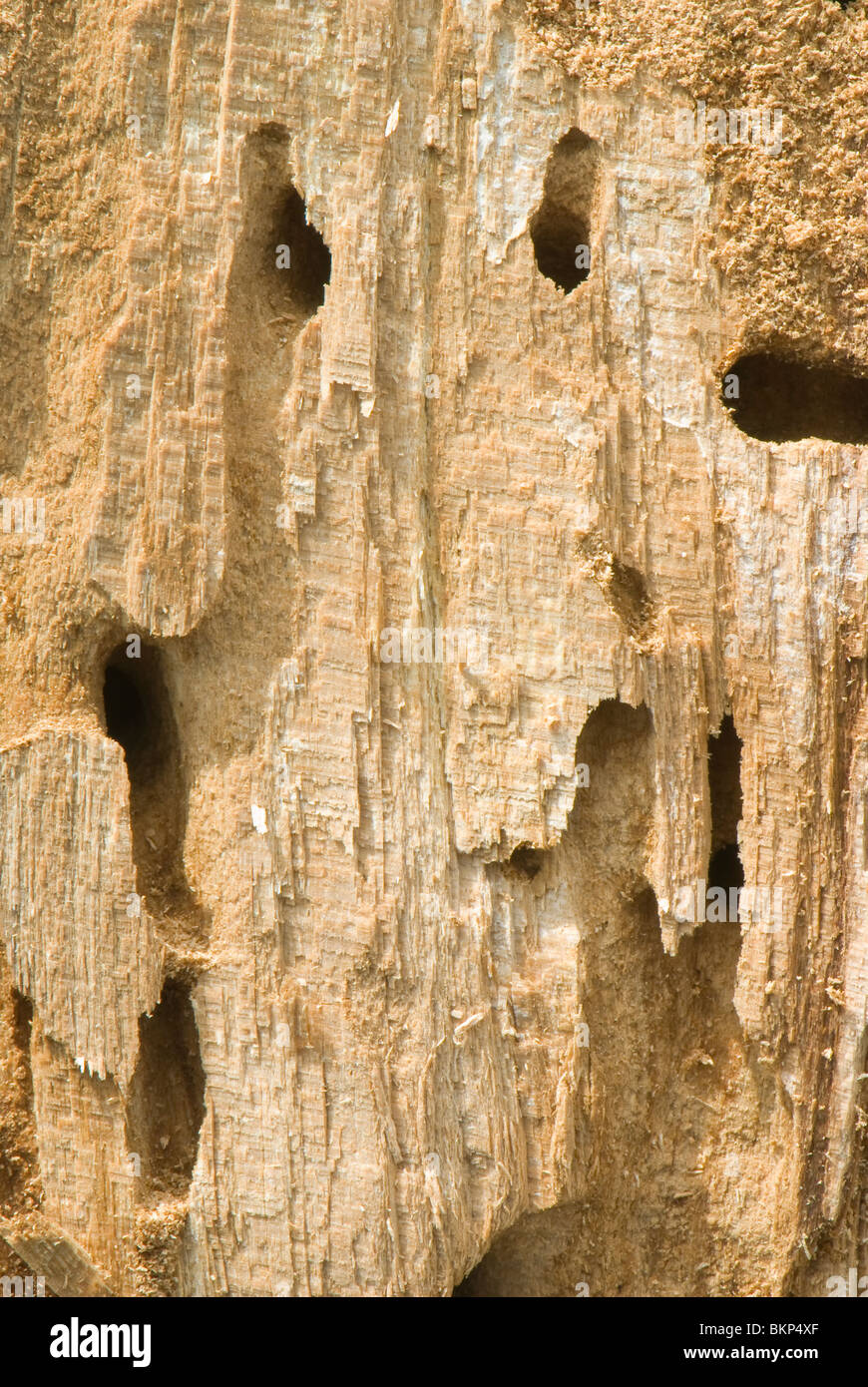 Deathwatch Beetle Treatment