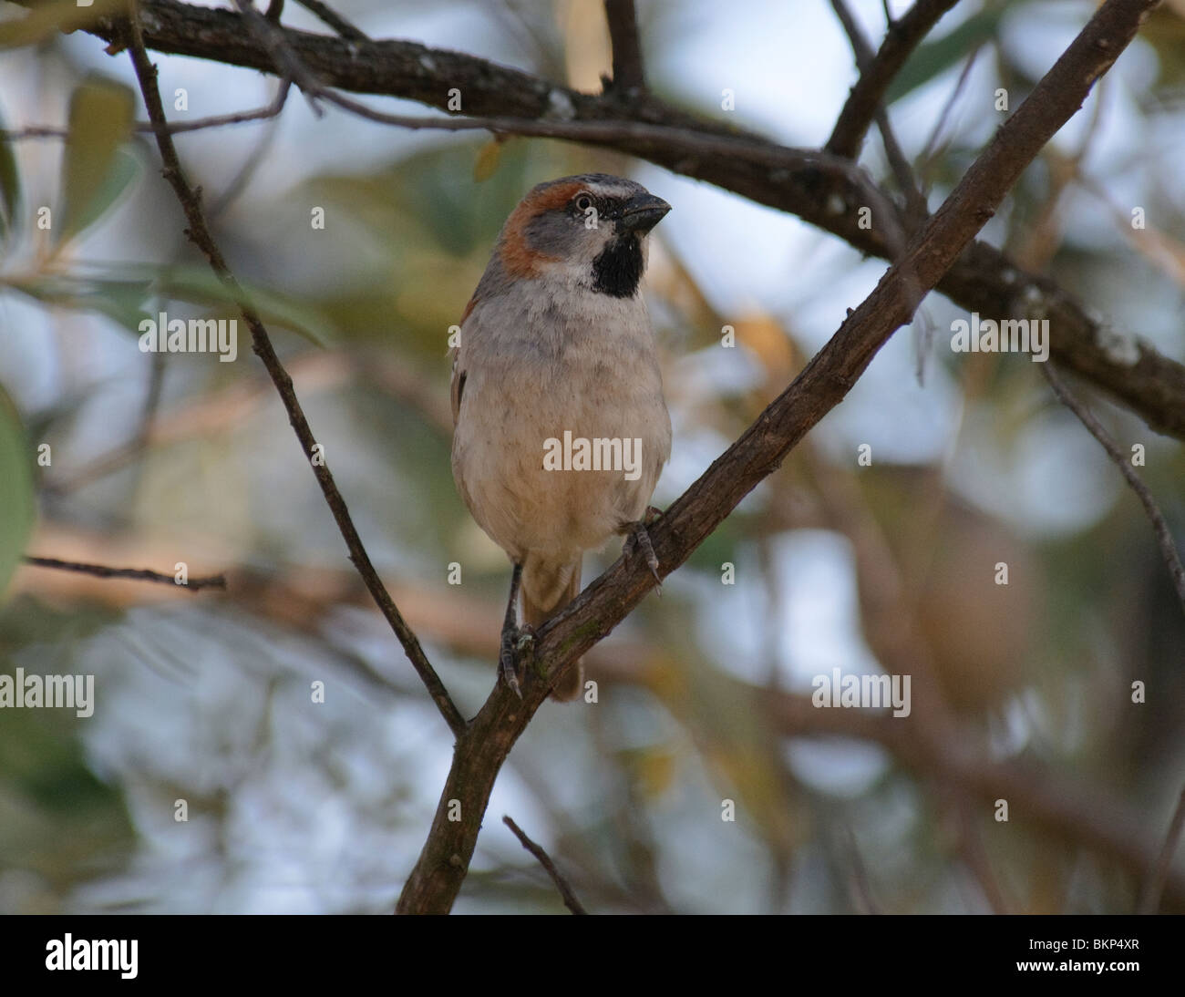 male Kenya Rufous Sparrow Passer rufocinctus rufocinctus Stock Photo ...