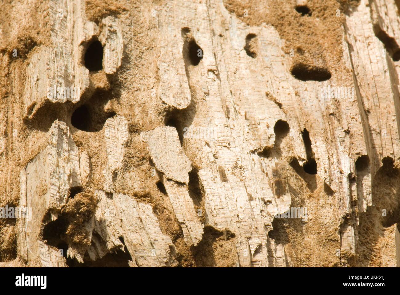 Death watch beetle hi-res stock photography and images - Alamy