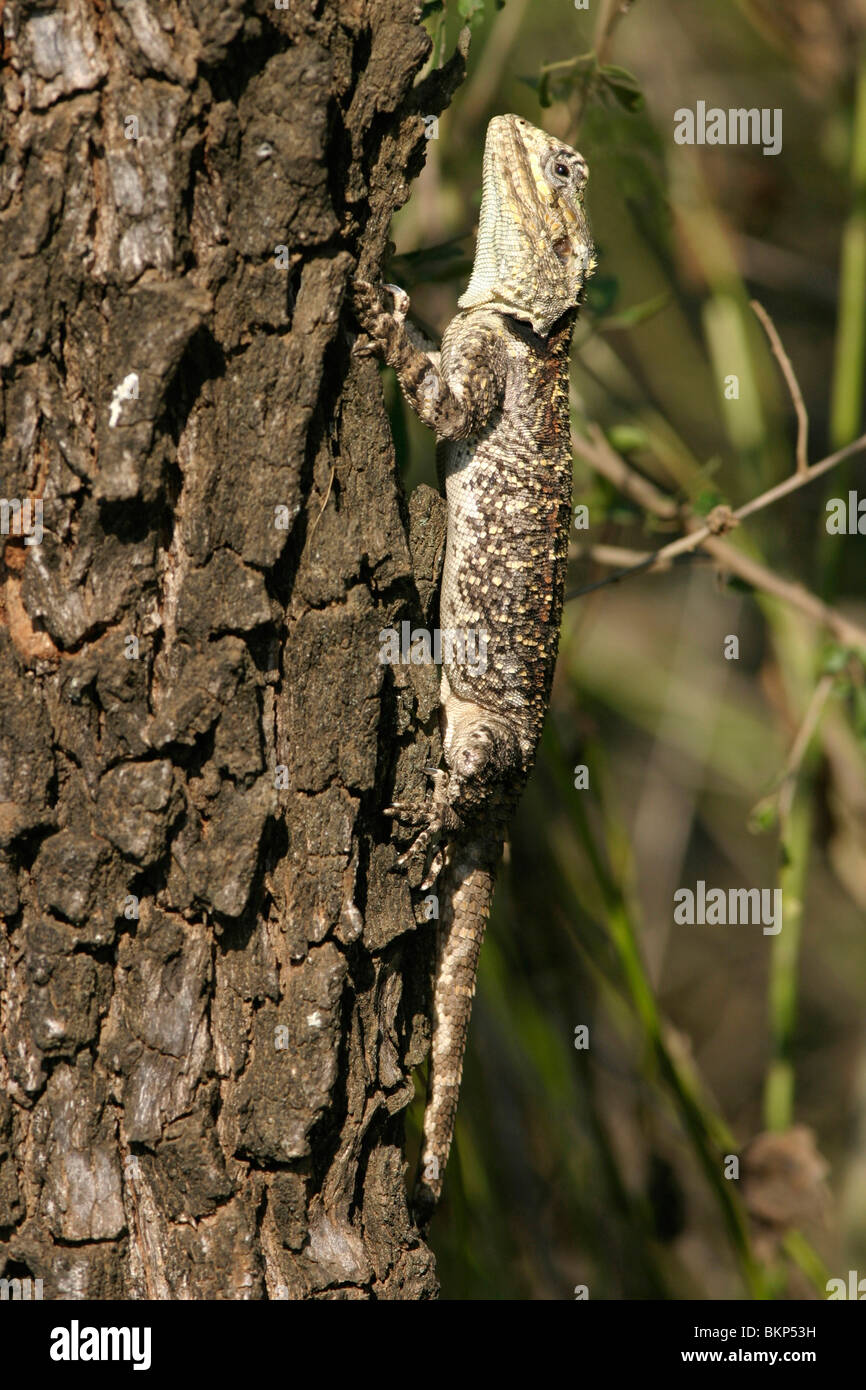 Tree agama lizard climbing tree hi-res stock photography and images - Alamy