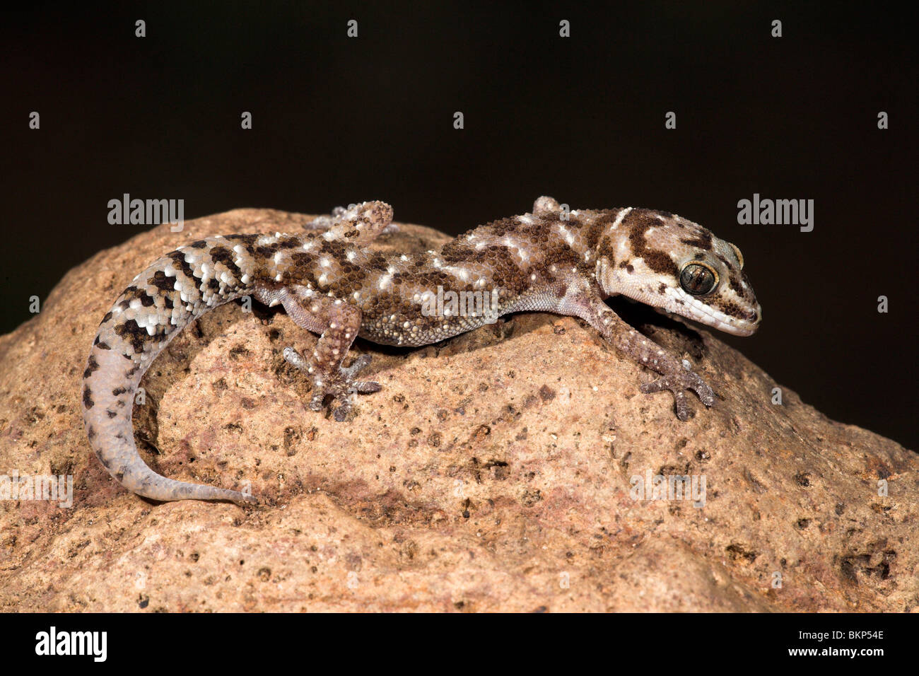 Rock Gecko High Resolution Stock Photography and Images - Alamy