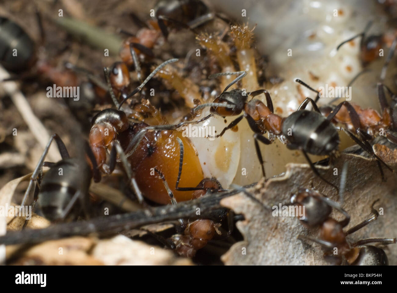 Ants killing the grub Stock Photo - Alamy