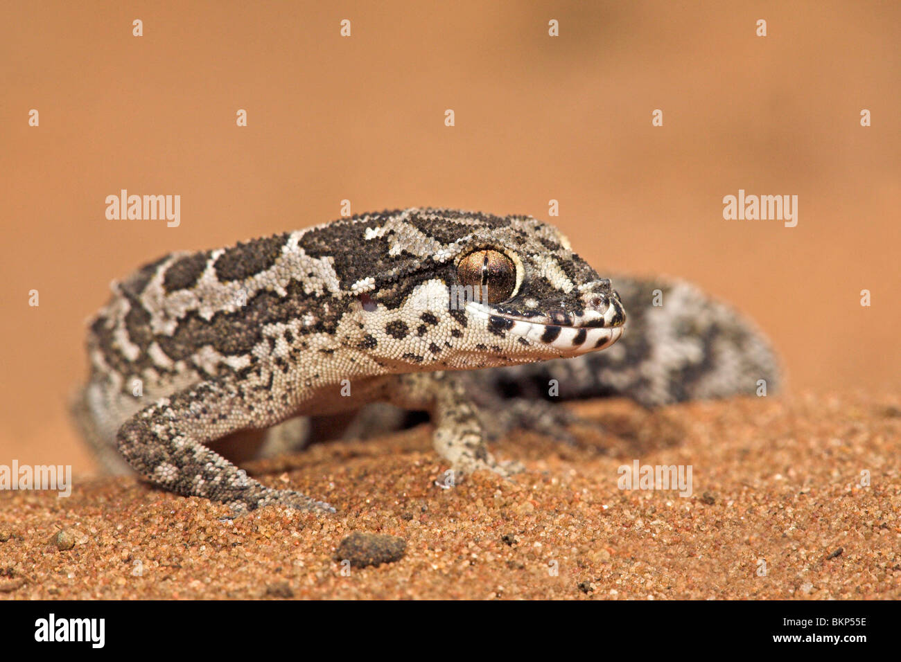 Spotted thick toed gecko hi-res stock photography and images - Alamy