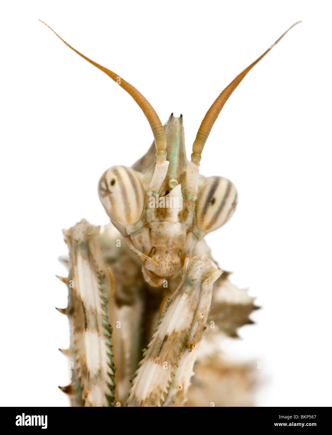 Devils flower mantis hi-res stock photography and images - Alamy
