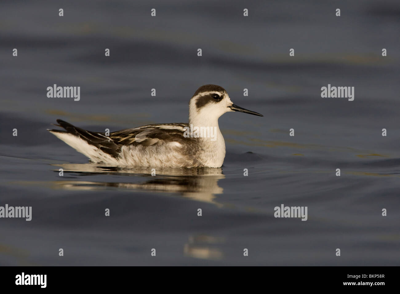 Zwemmende eerste-winter vogel; Swimming first-winter Stock Photo - Alamy