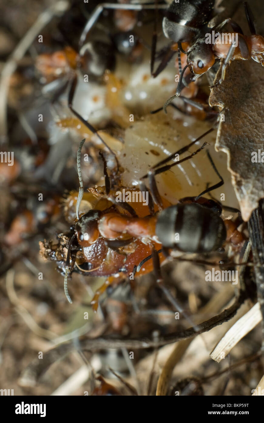 Ants With Larva High Resolution Stock Photography and Images - Alamy