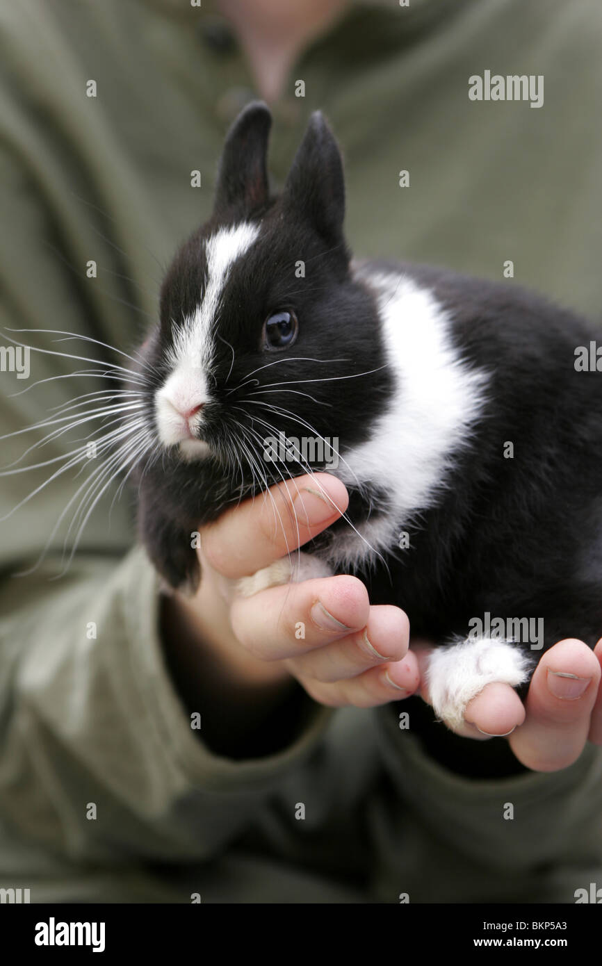 Black and white people holding hands hi-res stock photography and ...